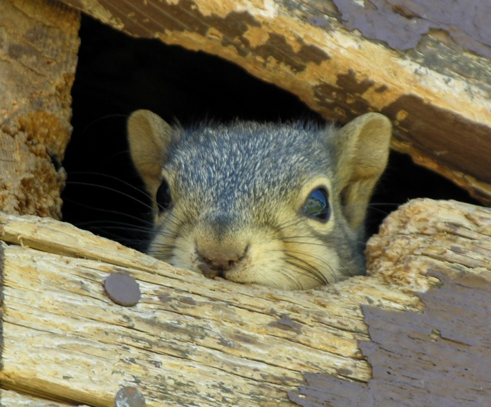 Contact Us | Platinum Squirrel Removal Contact Us | Platinum Squirrel Removal